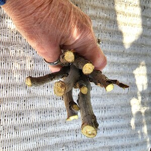 Organic Turkey Fig Sticks Twigs - Etsy