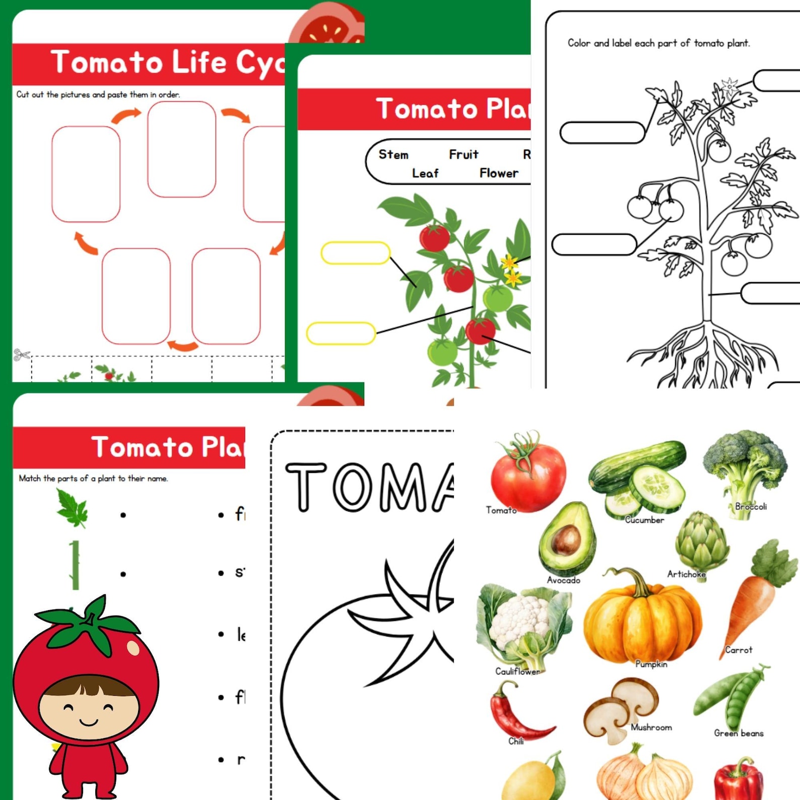 All About Tomatoes for Kids, Tomato Life Cycle, Worksheets - Etsy