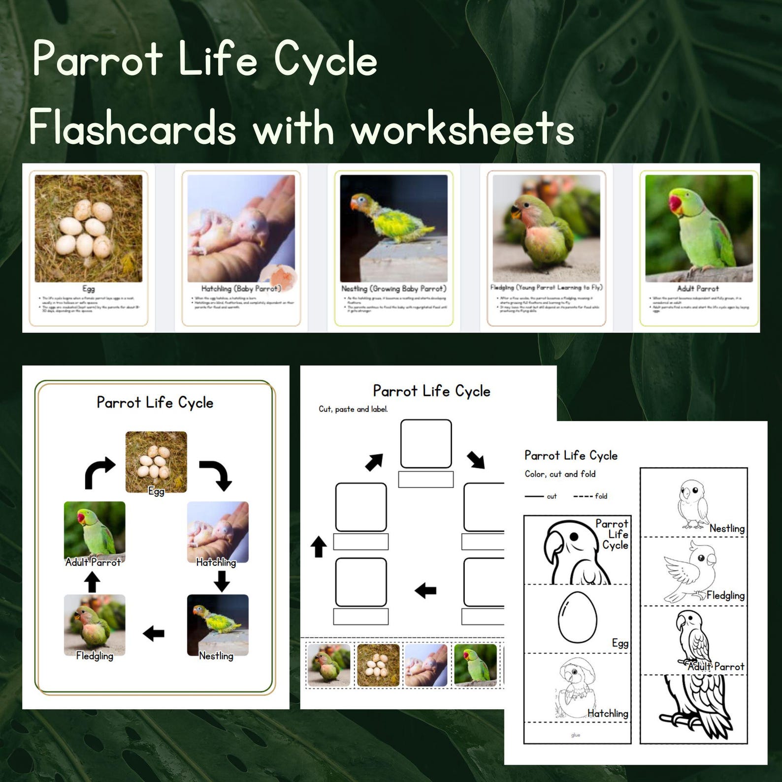 Parrot Life Cycle, Bird, Flashcards and Worksheets, Science for Kids - Etsy