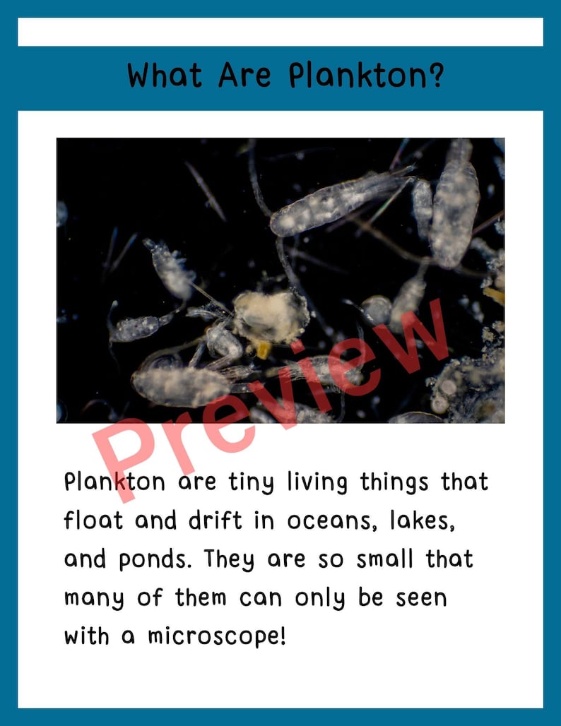 All About Plankton for Kids – Science Reading & Activities - Etsy