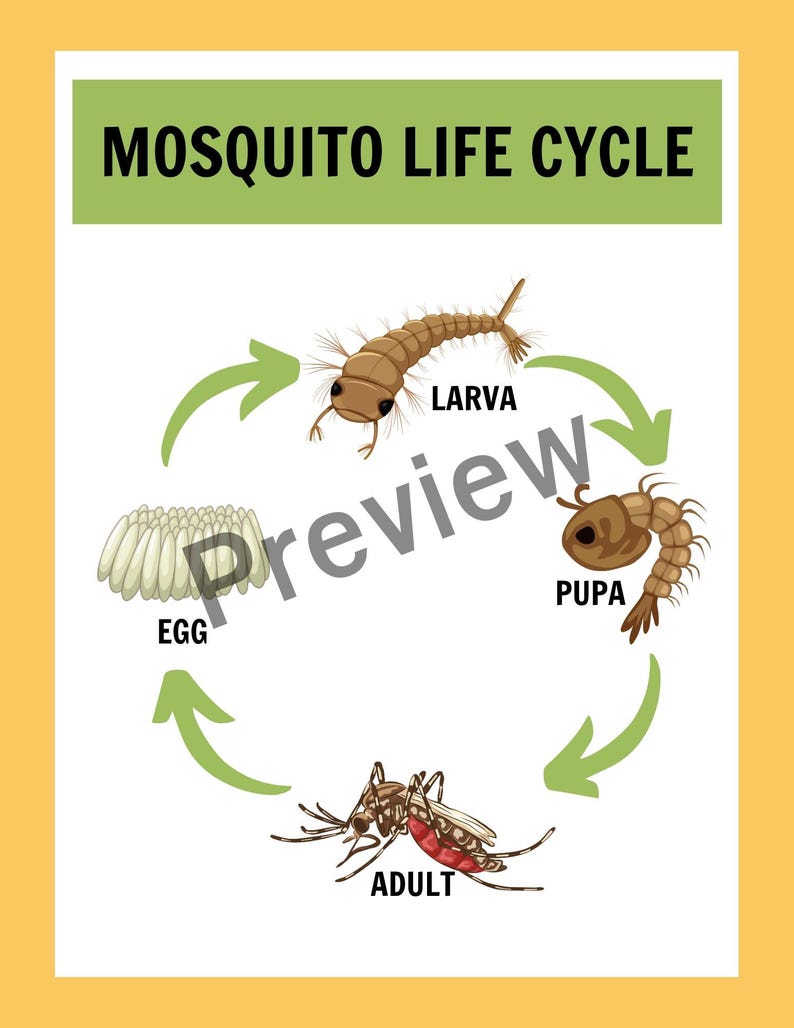 Mosquito Unit for Kids | Life Cycle and Activities - Etsy