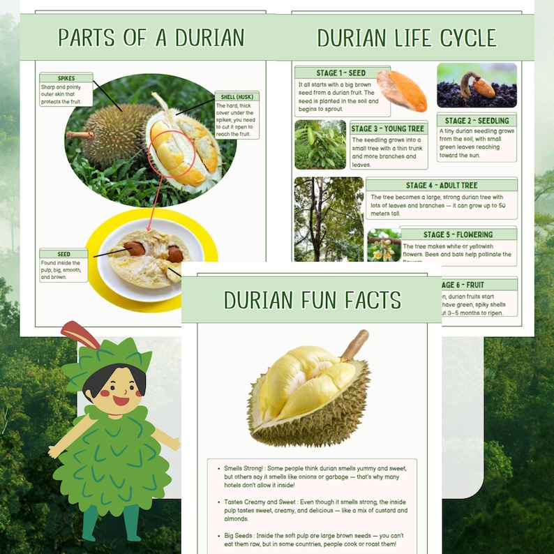 All About Durian for Kids, Durian Life Cycle, Fun Facts and Worksheets ...