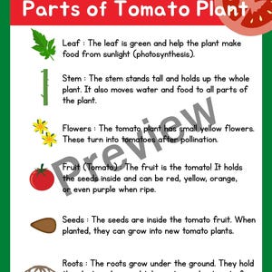 All About Tomatoes for Kids, Tomato Life Cycle, Worksheets - Etsy