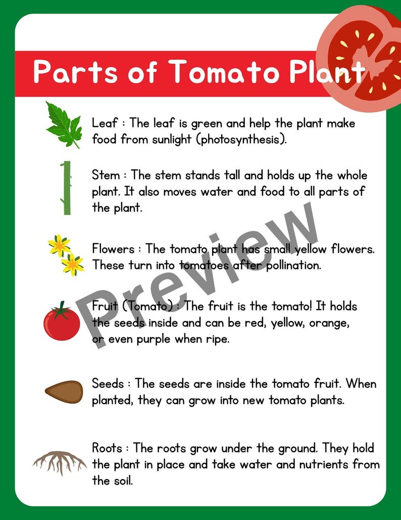 All About Tomatoes for Kids, Tomato Life Cycle, Worksheets - Etsy