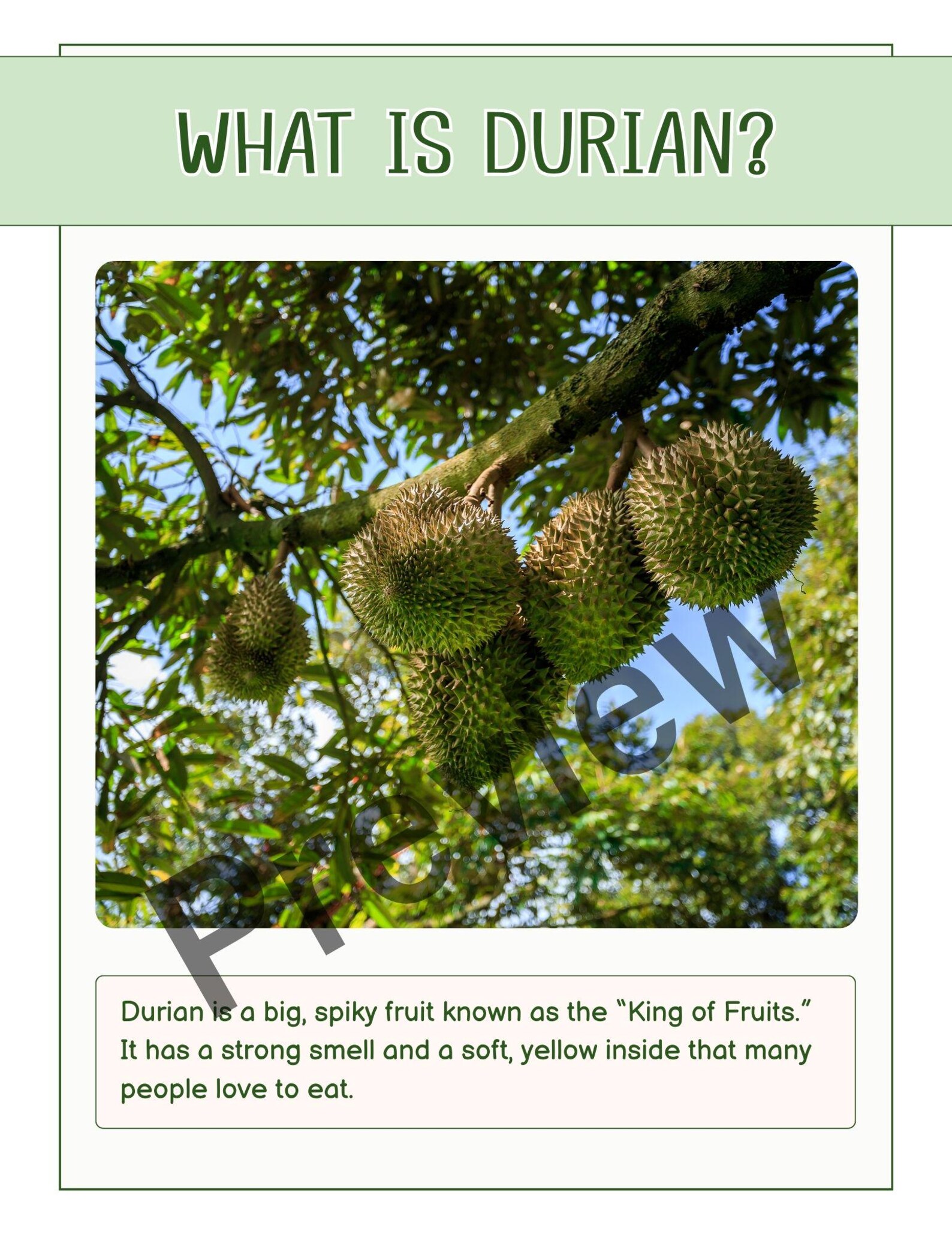 All About Durian for Kids, Durian Life Cycle, Fun Facts and Worksheets ...