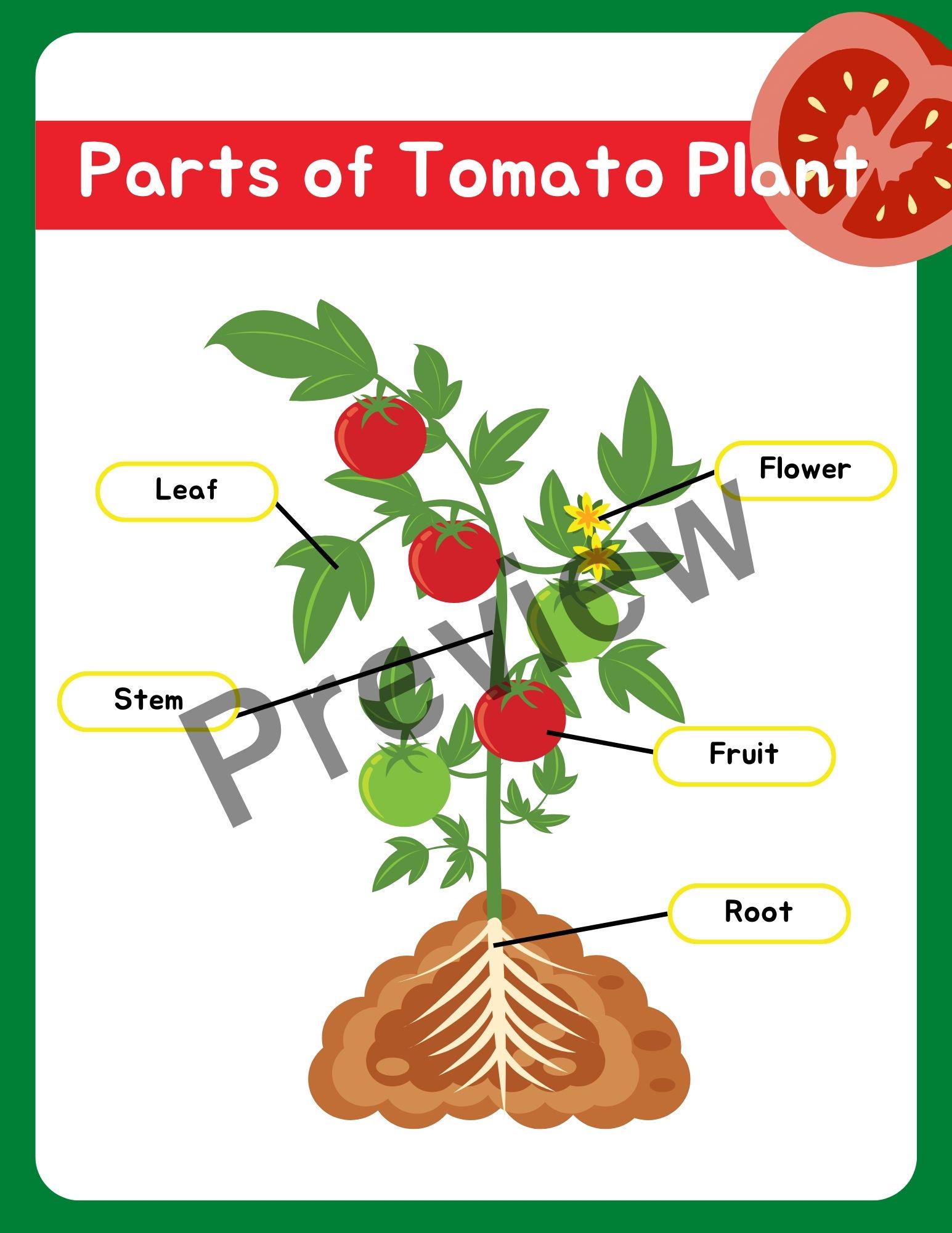 All About Tomatoes for Kids, Tomato Life Cycle, Worksheets - Etsy