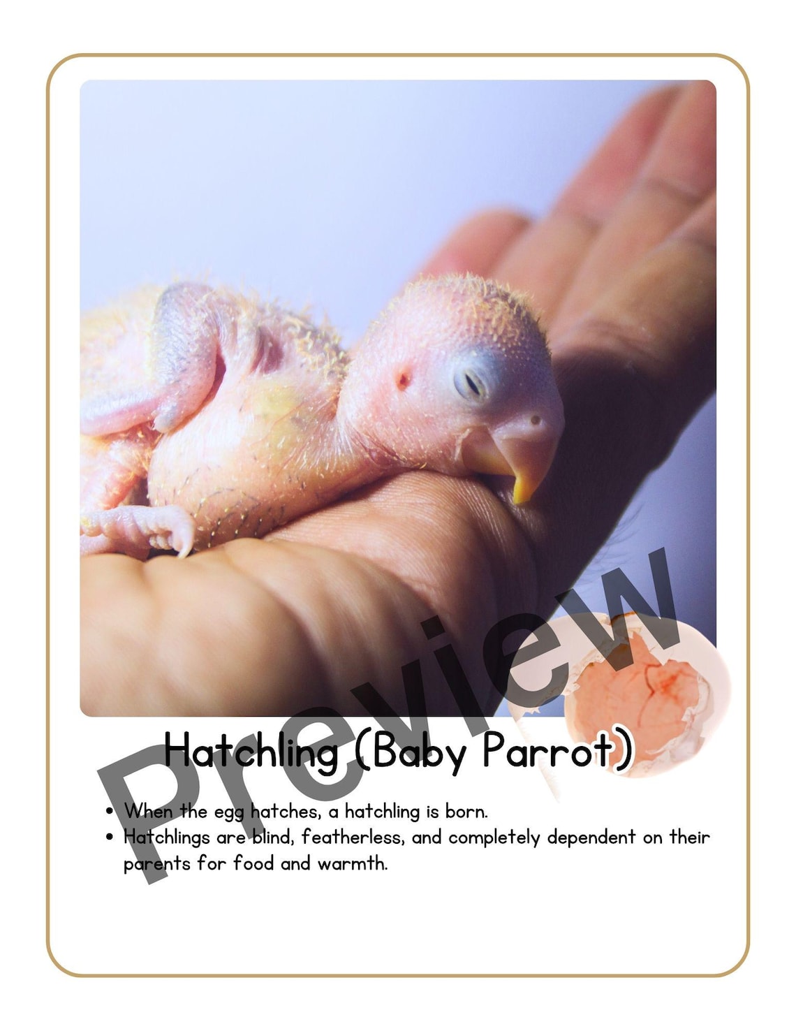 Parrot Life Cycle, Bird, Flashcards and Worksheets, Science for Kids - Etsy