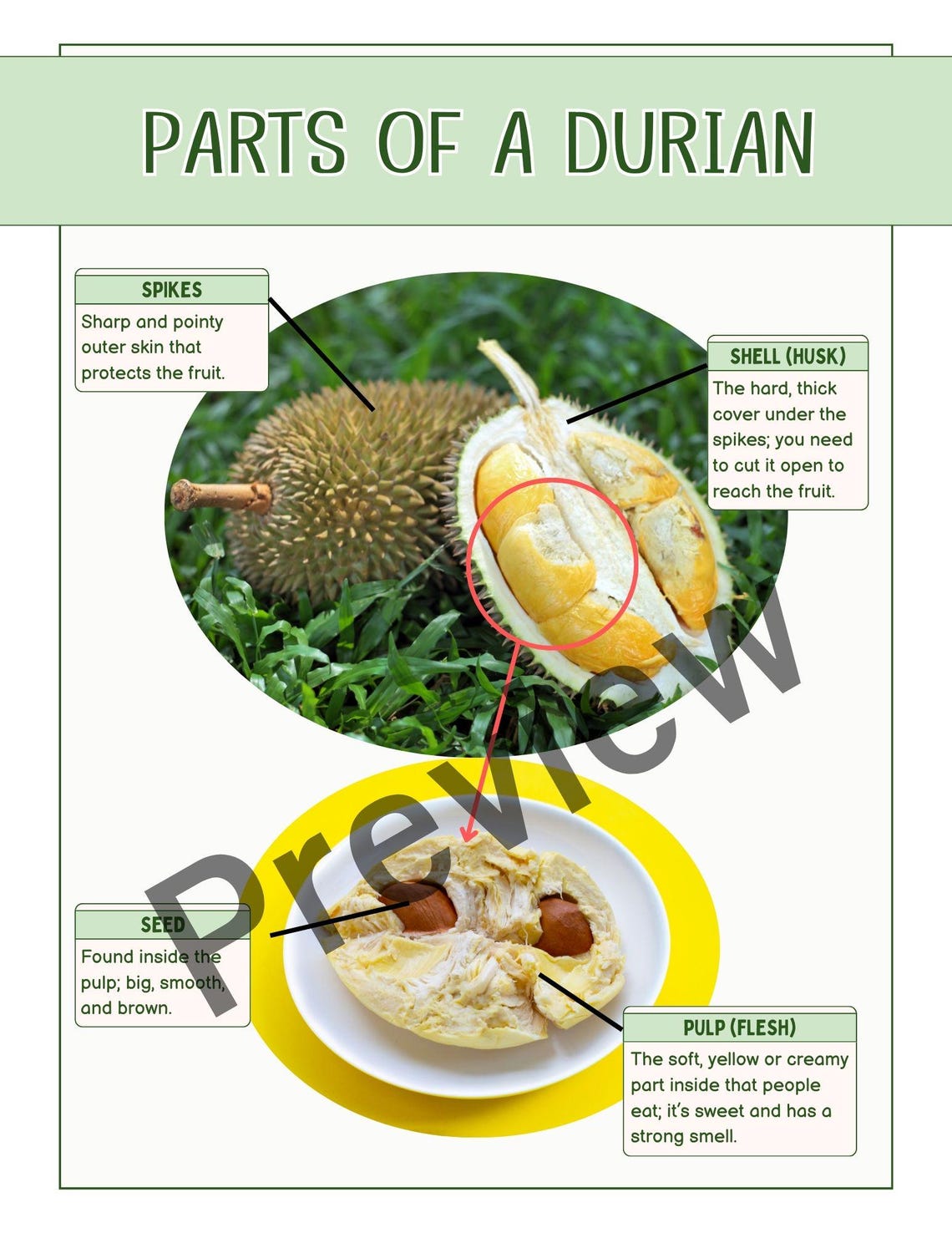 All About Durian for Kids, Durian Life Cycle, Fun Facts and Worksheets ...