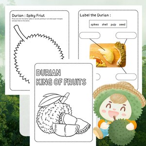 All About Durian for Kids, Durian Life Cycle, Fun Facts and Worksheets ...