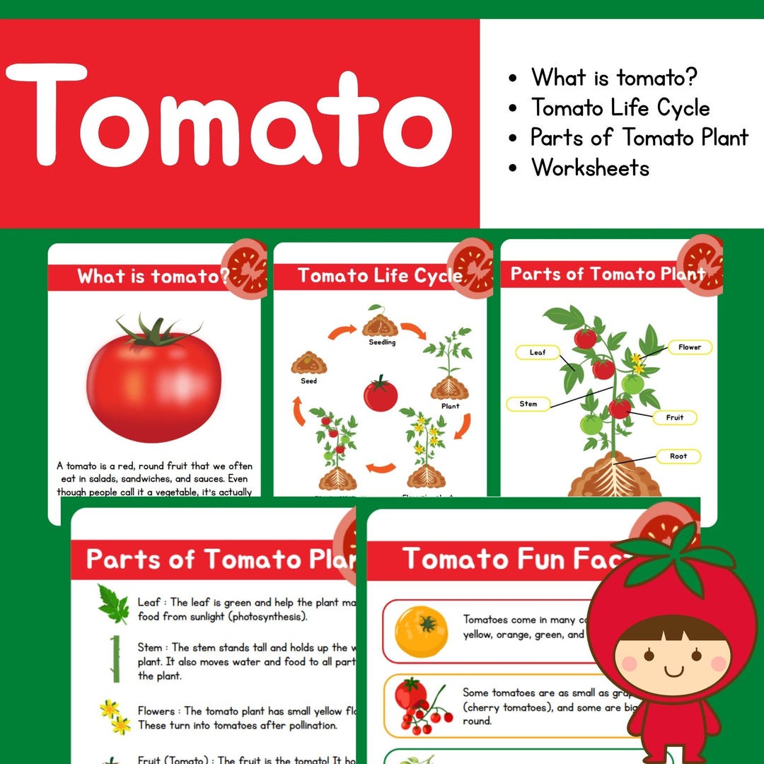 All About Tomatoes for Kids, Tomato Life Cycle, Worksheets - Etsy