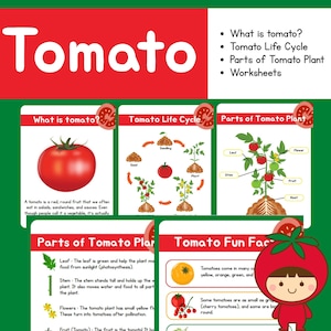 All About Tomatoes for Kids, Tomato Life Cycle, Worksheets - Etsy