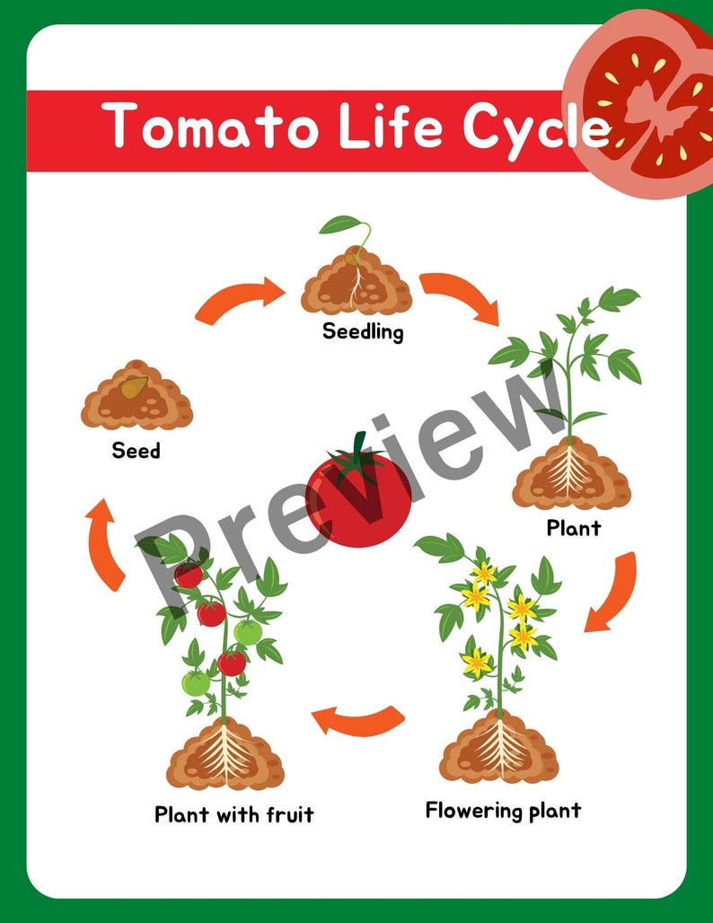 All About Tomatoes for Kids, Tomato Life Cycle, Worksheets - Etsy