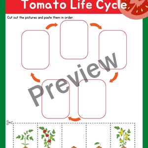 All About Tomatoes for Kids, Tomato Life Cycle, Worksheets - Etsy