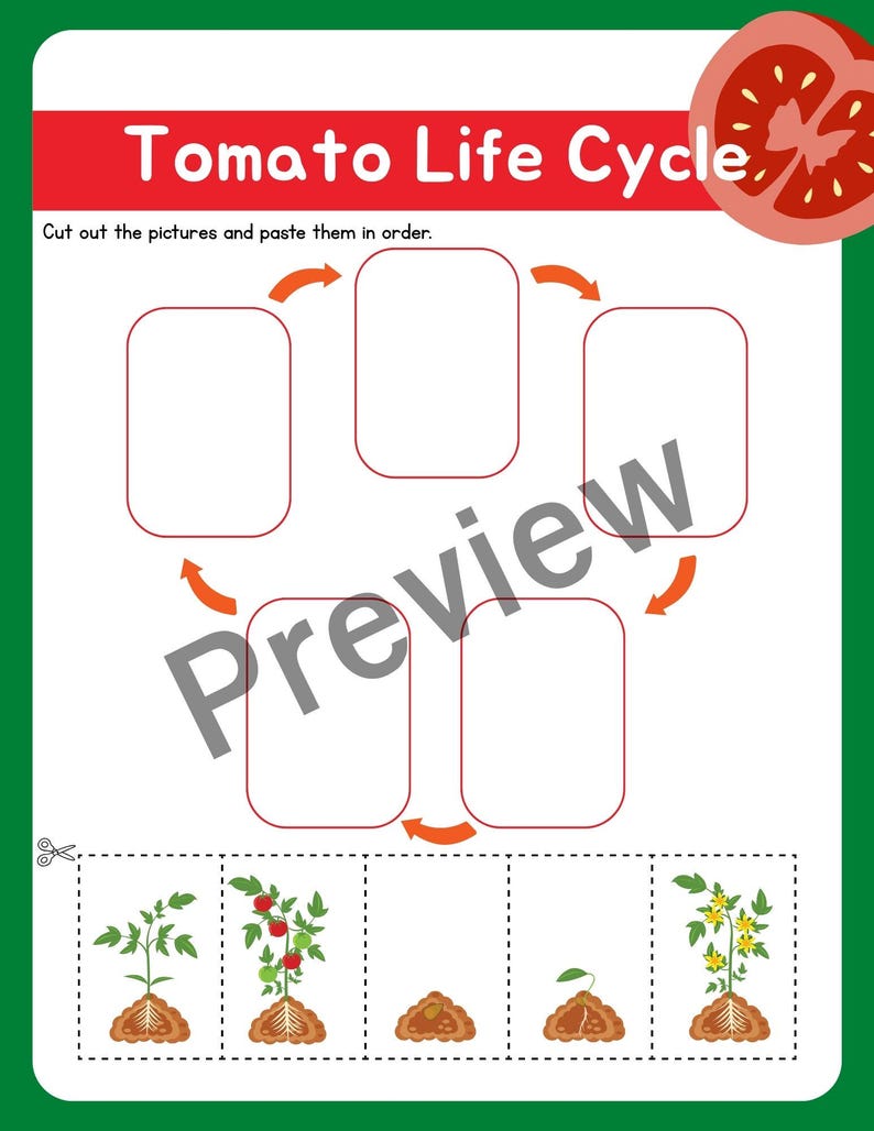 All About Tomatoes for Kids, Tomato Life Cycle, Worksheets - Etsy