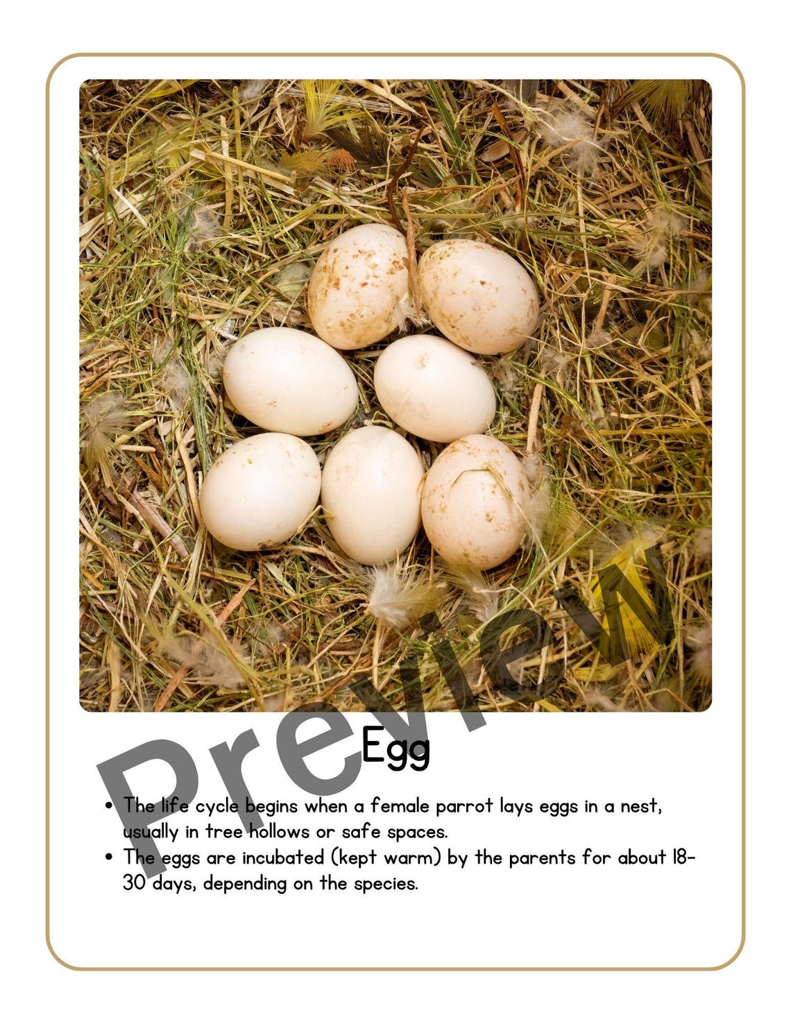 Parrot Life Cycle, Bird, Flashcards and Worksheets, Science for Kids - Etsy