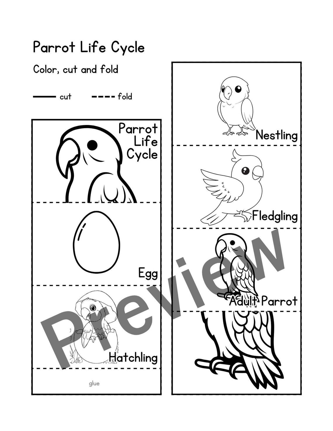 Parrot Life Cycle, Bird, Flashcards and Worksheets, Science for Kids - Etsy