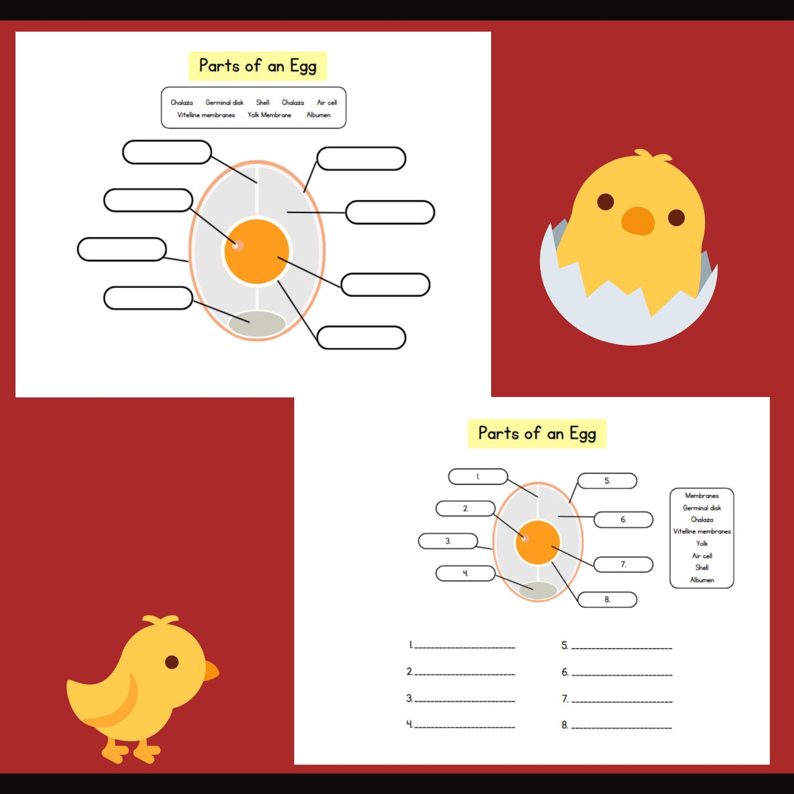 Parts of an Egg, Science for Kids With Worksheets - Etsy