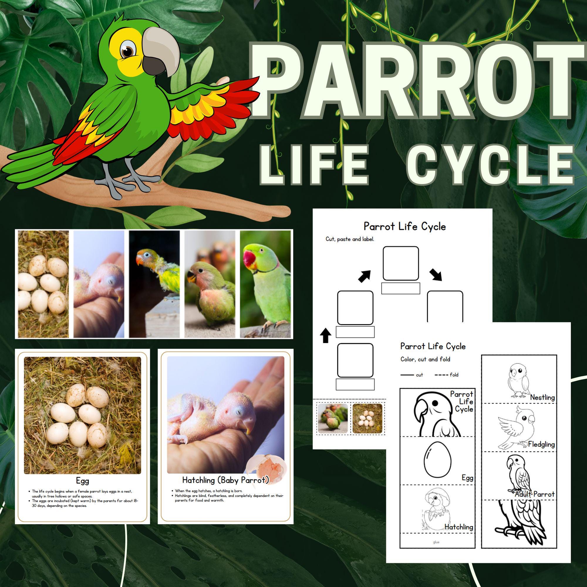 Parrot Life Cycle, Bird, Flashcards and Worksheets, Science for Kids - Etsy