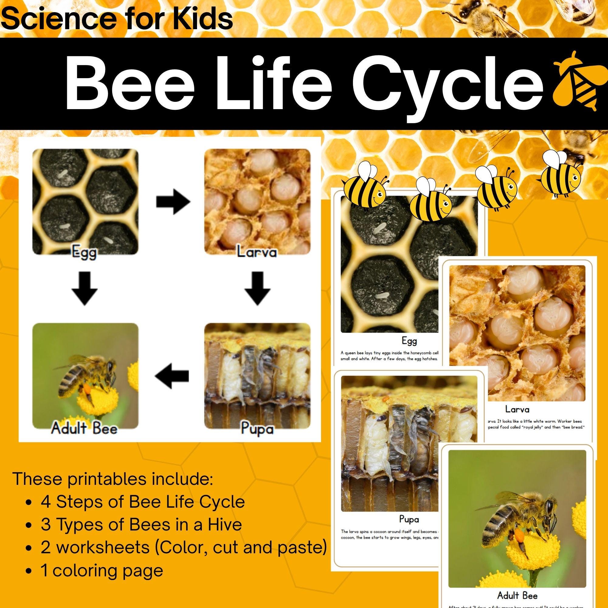Bee Science Activities