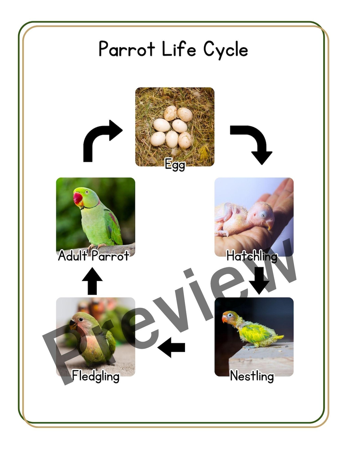 Parrot Life Cycle, Bird, Flashcards and Worksheets, Science for Kids - Etsy