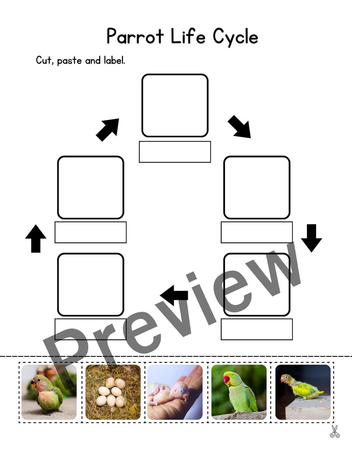 Parrot Life Cycle, Bird, Flashcards and Worksheets, Science for Kids - Etsy