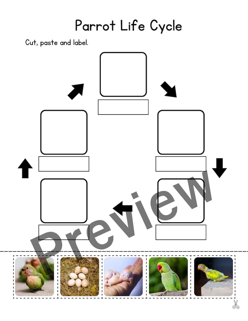 Parrot Life Cycle, Bird, Flashcards and Worksheets, Science for Kids - Etsy