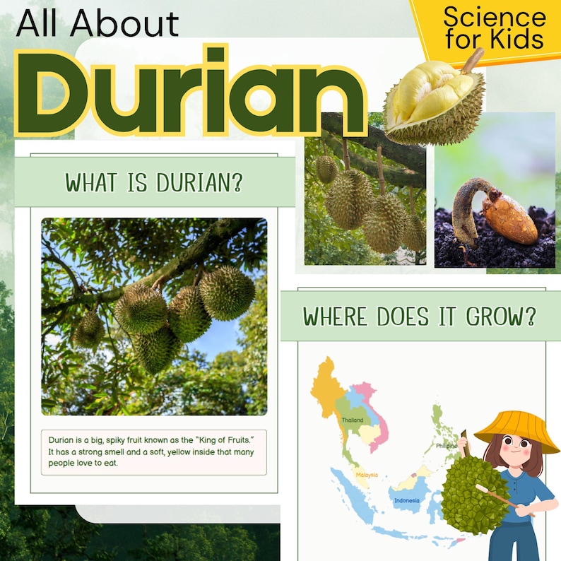 All About Durian for Kids, Durian Life Cycle, Fun Facts and Worksheets ...