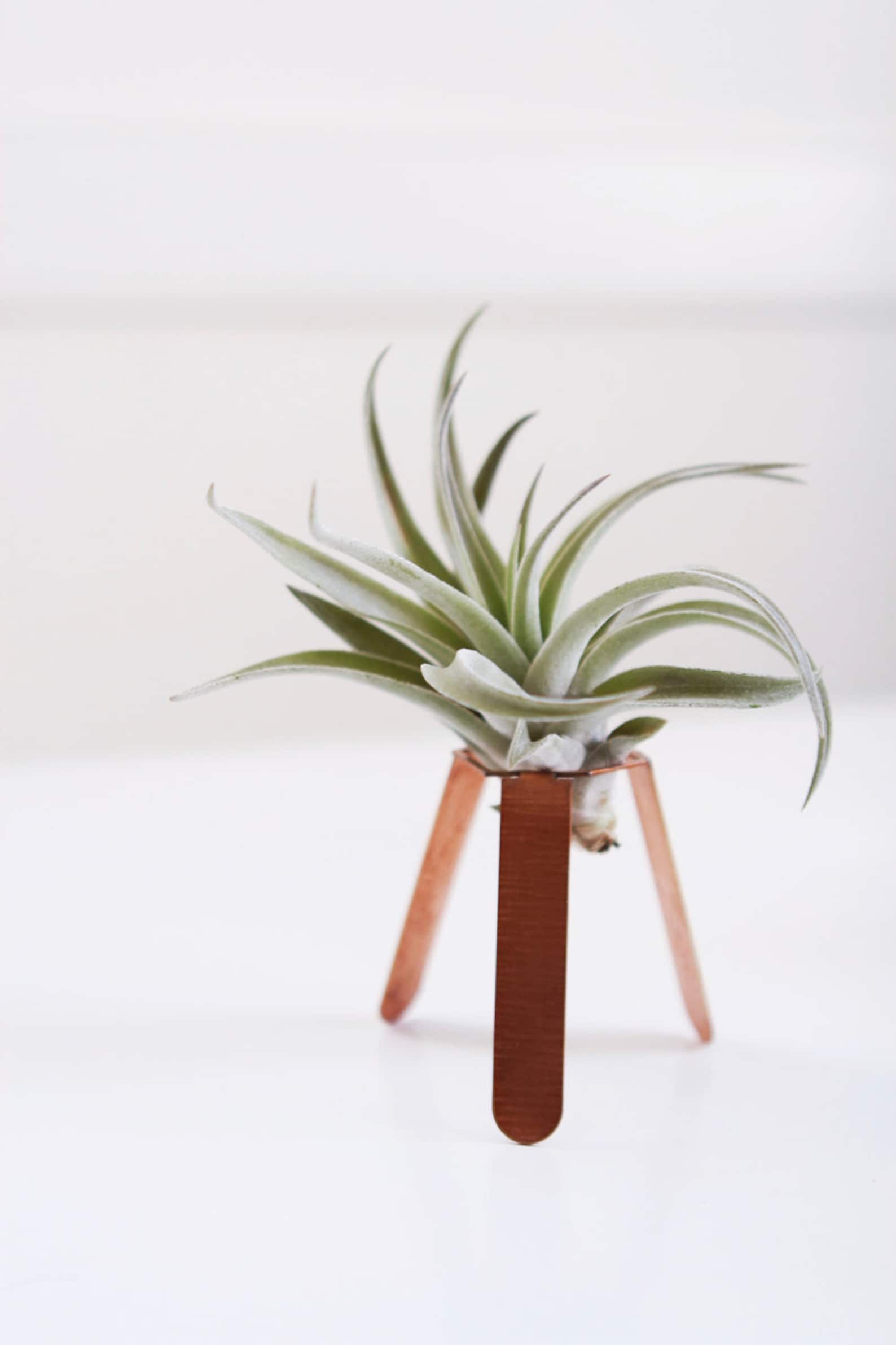 Tripod Air Plant Holder Air Plant Display Air Plant Desk - Etsy Canada