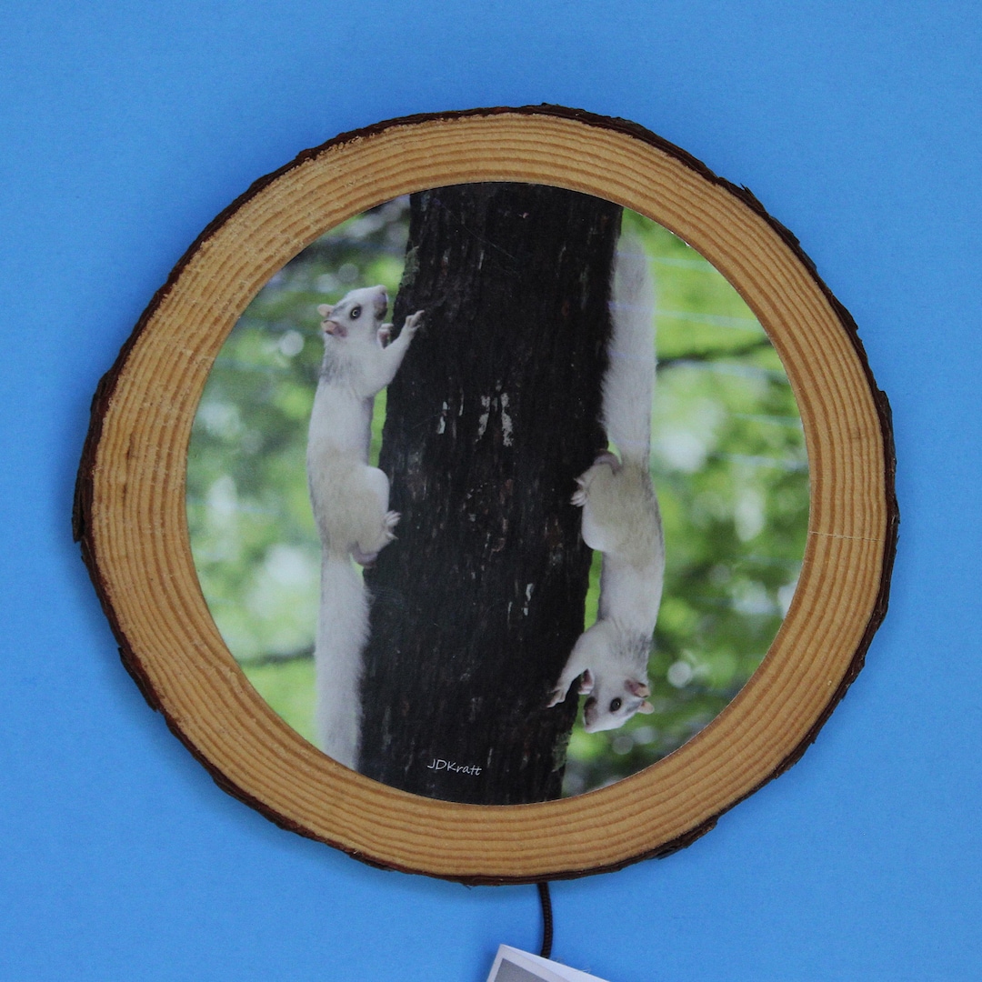 Rare White Squirrel Photo by John Kratt Brevard NC on a Natural Wood ...
