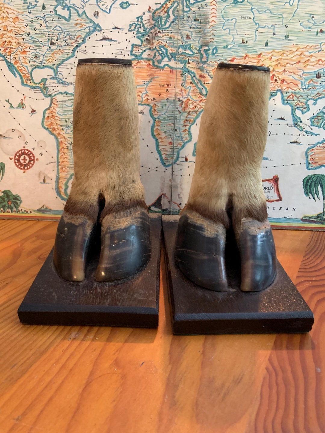 Pair of Elk or Moose Hooves, Bookends, Vintage Taxidermy, Large Elk or ...