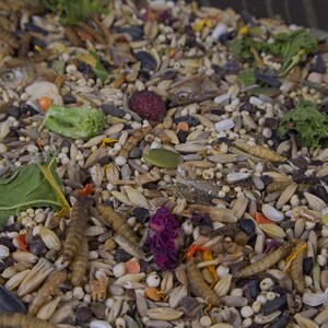 Mouse Forage Mix 1lb - German Style | 100% All-natural Ingredients - Etsy