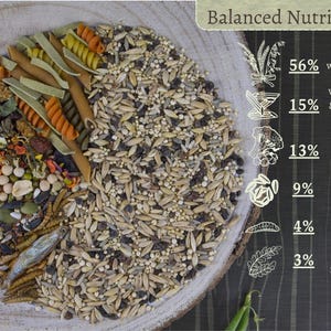 Rat Diet - Shunamite | 100% Minimally-processed Ingredients - Etsy