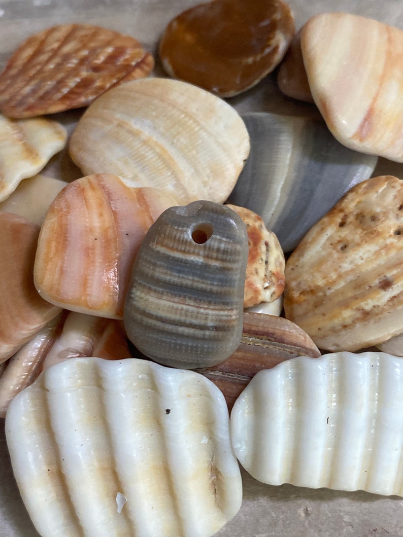 10 SMALL MERMAID Shells | Drilled Beach Shard 1”, Jewelry Wind Chime ...