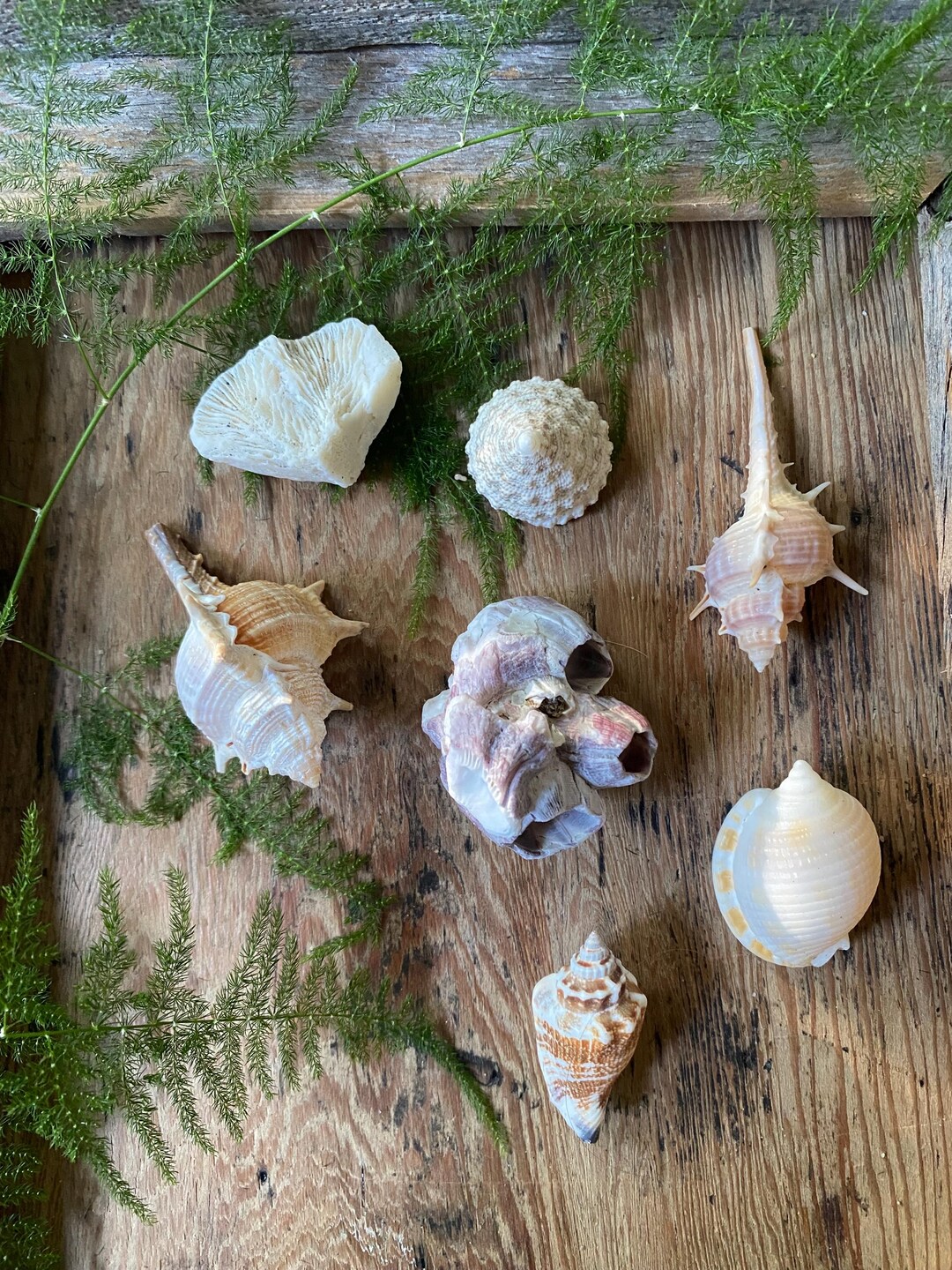 7 SHELL Magnet | Natural Beach Shells Turned Into Unique Magnets,small ...
