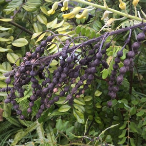 FLORIDA Native 50 Necklace Pod Plant Seeds Drought Tolerant Yellow ...