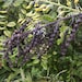 FLORIDA Native 50 Necklace Pod Plant Seeds Drought Tolerant Yellow ...