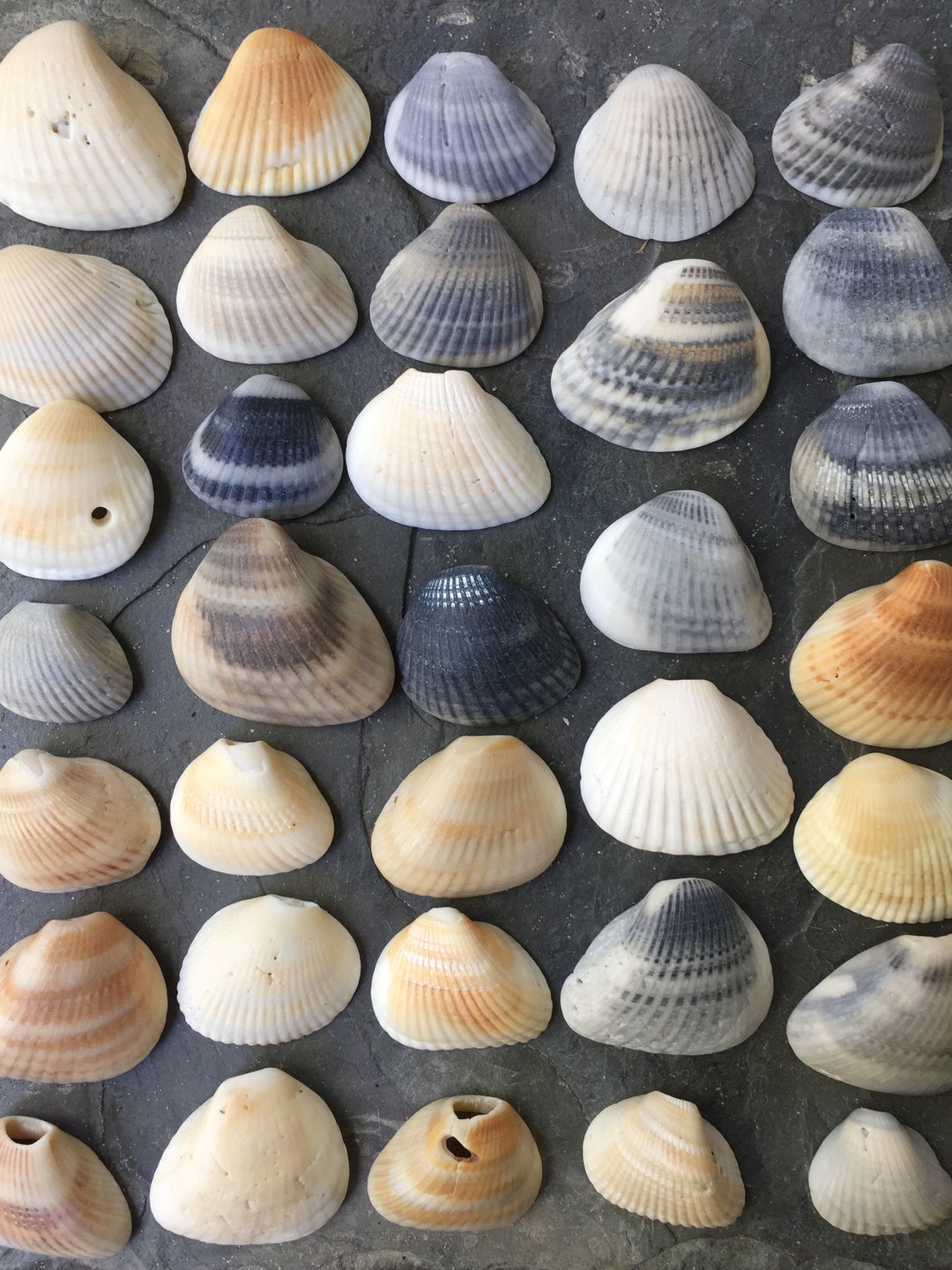 20 BEACH Shells With Natural Holes: Palm Beach Florida | Jewelry DIY ...