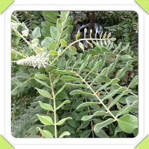 FLORIDA Native 50 Necklace Pod Plant Seeds Drought Tolerant Yellow ...