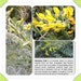 FLORIDA Native 50 Necklace Pod Plant Seeds Drought Tolerant Yellow ...