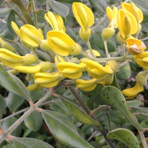 FLORIDA Native 50 Necklace Pod Plant Seeds Drought Tolerant Yellow ...