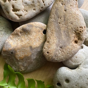 12 EARTHLY STONES | Beach Fossil Petrified Wood Rock Shell Jewelry ...