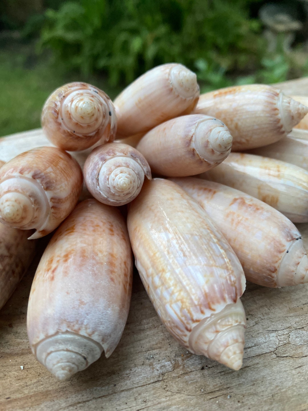 12 DRILLED Olive Shells Natural Beach Bead Pendant Bead ,christmas ...