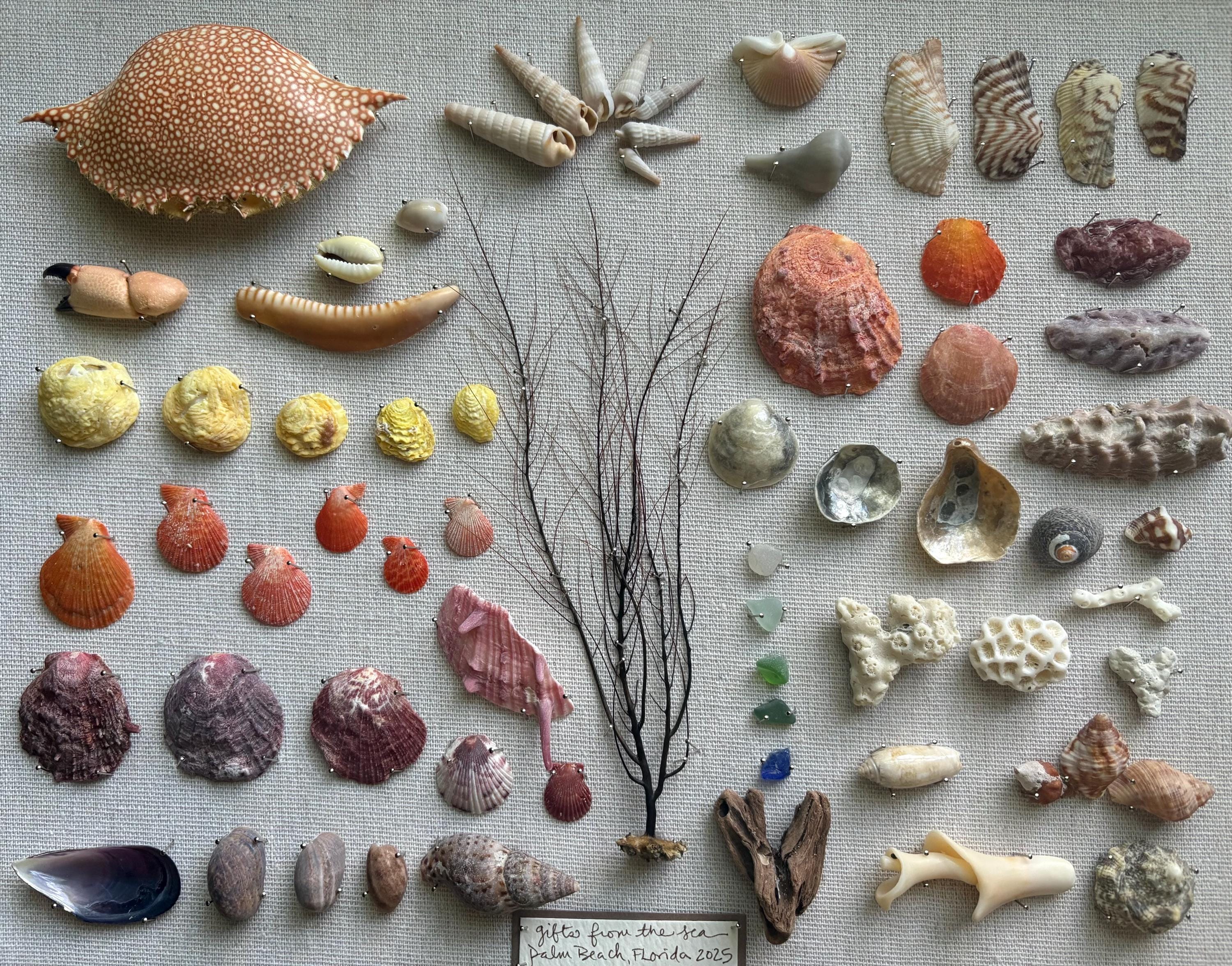 BEACH Shadowbox | Collage Shells Sea Glass Coral Beach Treasure Palm ...