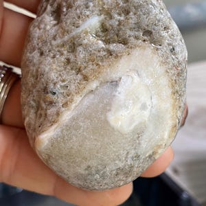 EARTH FOSSIL 11 Beach Treasure Stone Rock Coral Shell Evolution ...