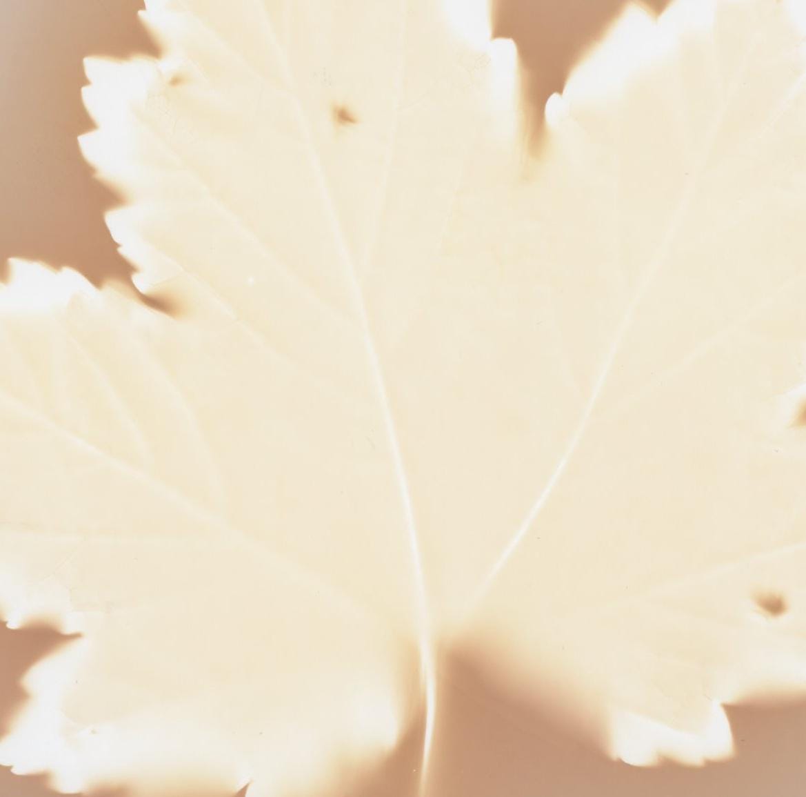 Unique Handmade 8x10" LUMEN PRINT - Maple Leaf With Pink, Purple ...