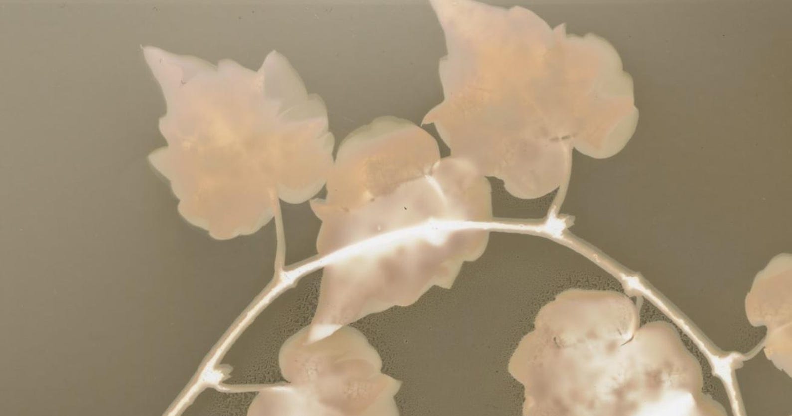 Unique 8x10 LUMEN PRINT of a Ivy Vine and Flowers With Grey, Brown ...