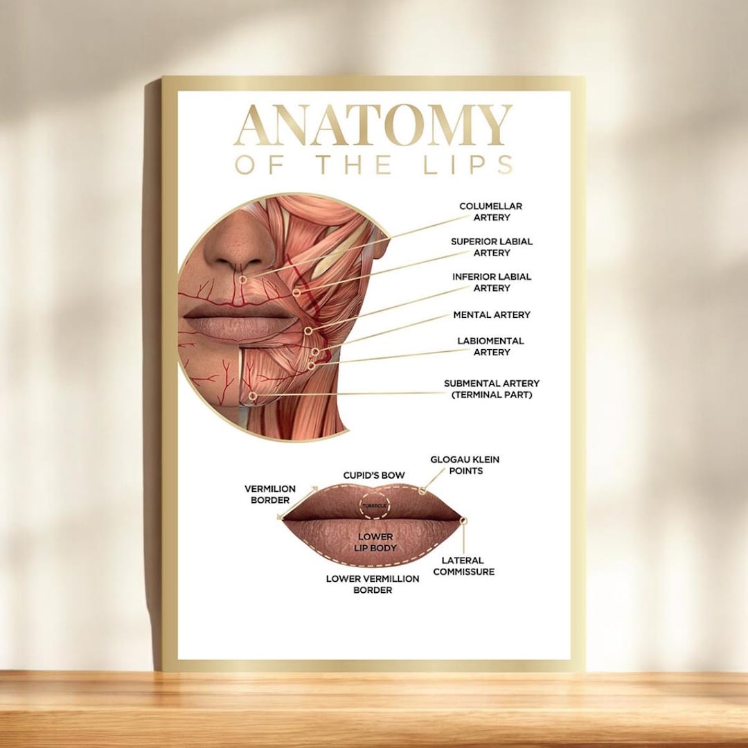 Lip Anatomy Poster Foiled Detailed Anatomy of the Lips for Aesthetic ...