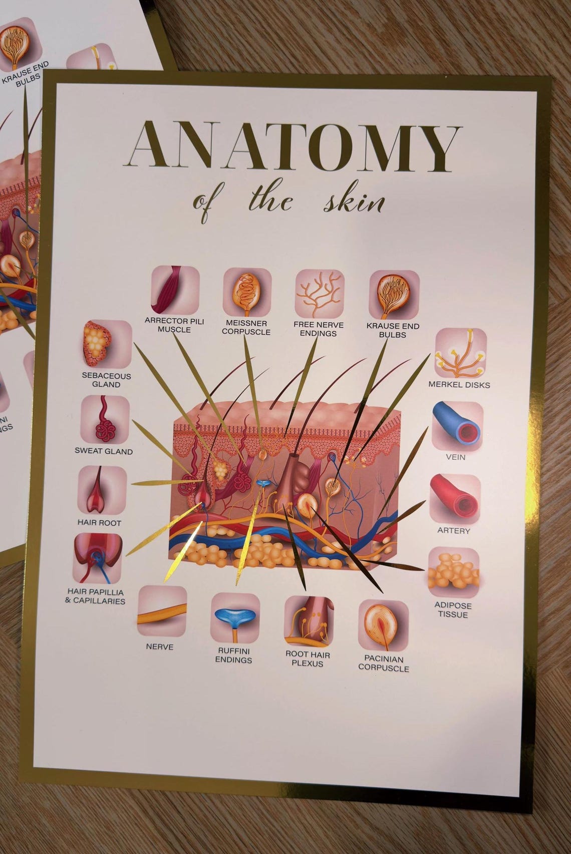 Gold Foil Anatomy of the Skin Poster: Cosmetic Clinic Decor - Etsy UK