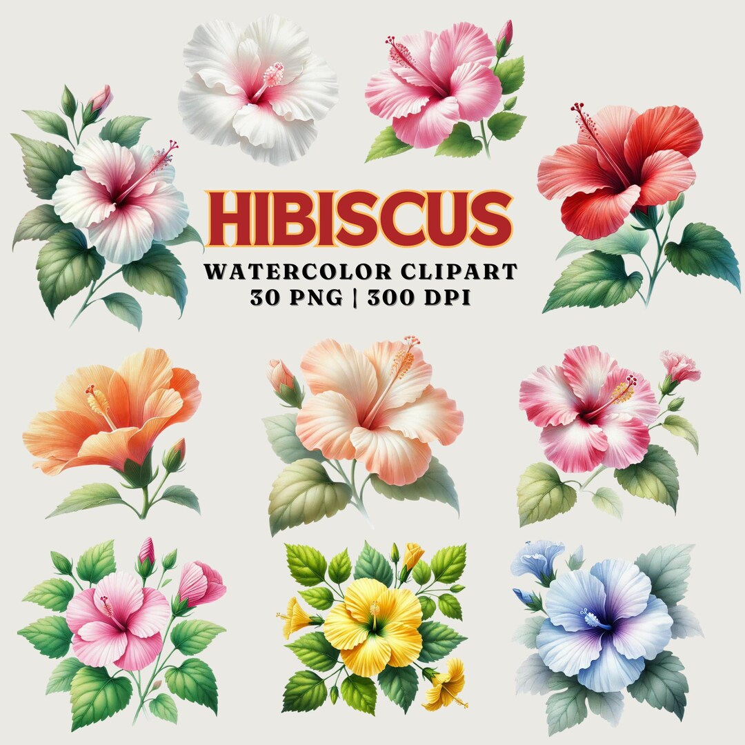 Hibiscus Watercolor Clipart - 30 Tropical Floral Pngs, 300 DPI, Exotic ...