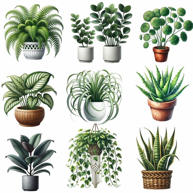 Watercolor Indoor Plants Clipart: 20 PNG Illustrations (300 DPI) - Etsy